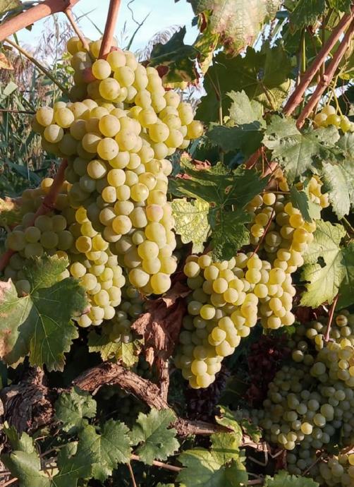 Stolno bijelo i crno grožđe