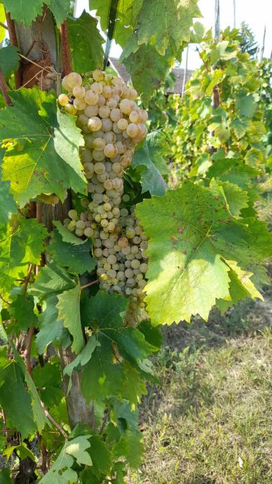 STOLNO BIJELO GROŽĐE