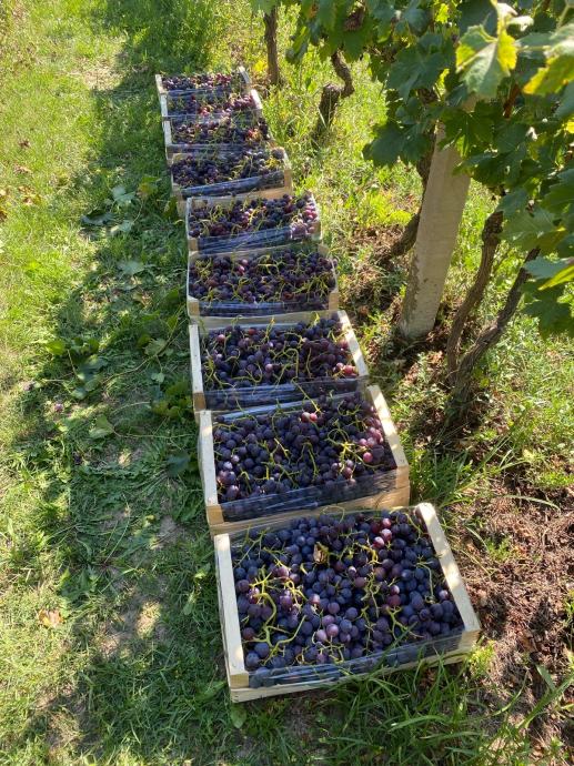 STOLNO GROŽĐE KARDINAL I VICTORIA