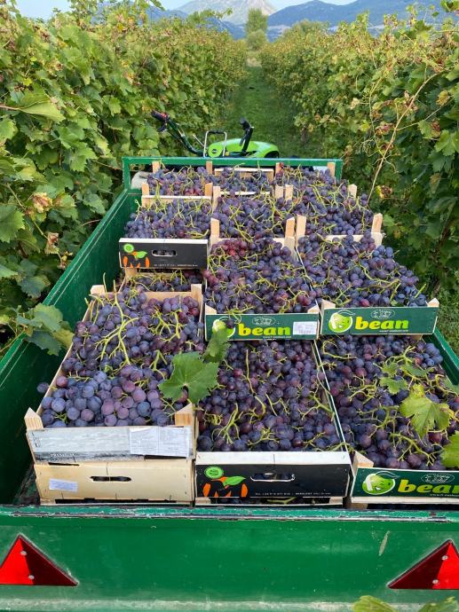 STOLNO GROŽĐE KARDINAL I VICTORIA