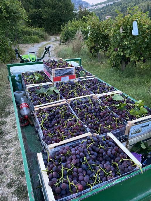 STOLNO GROŽĐE KARDINAL I VICTORIA