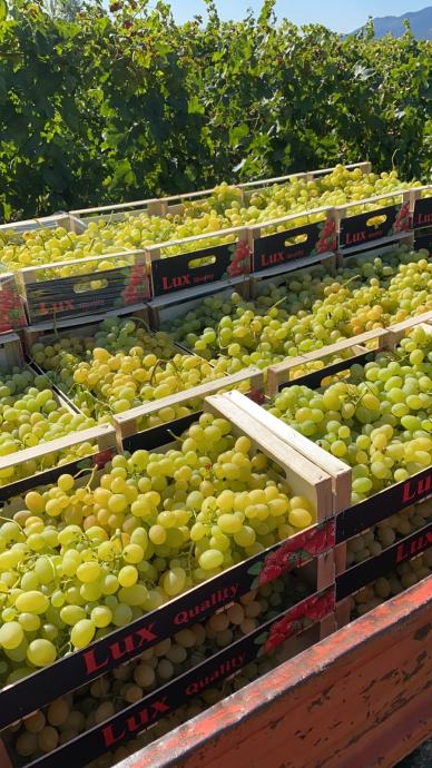 STOLNO GROŽĐE KARDINAL I VICTORIA