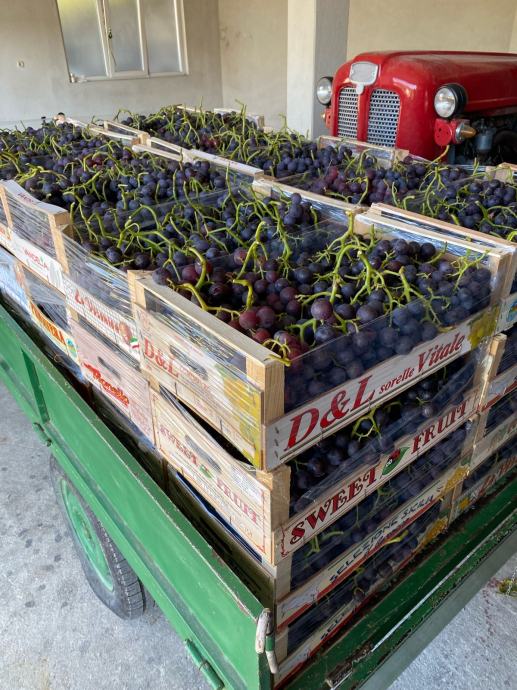 STOLNO GROŽĐE KARDINAL I VICTORIA