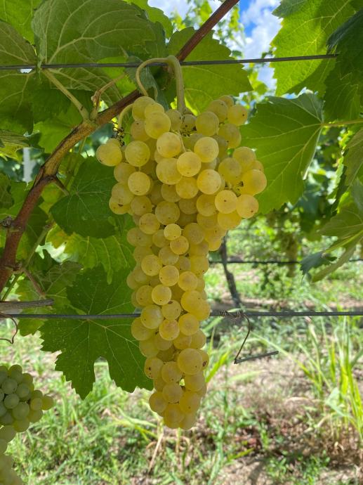 Vinsko grožđe- Merlot plavac marastina malvasija posip vranac debit