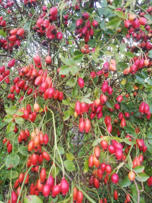 Svježi divlji šipak