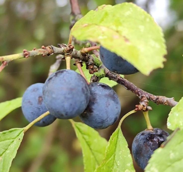 Trnina/Trnika/Trn/Crni Glog