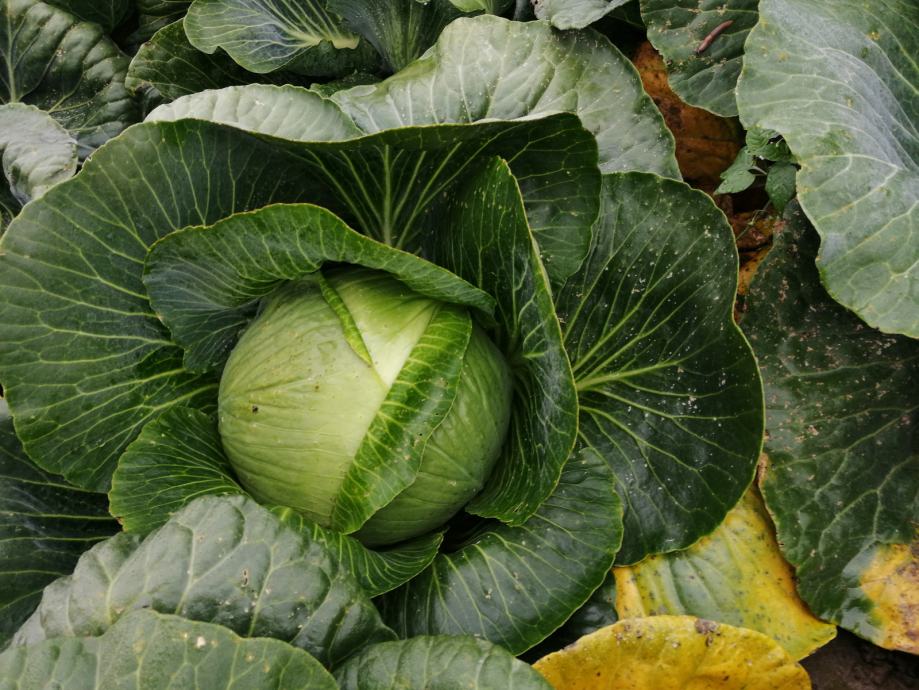 Varaždinsko zelje rasad