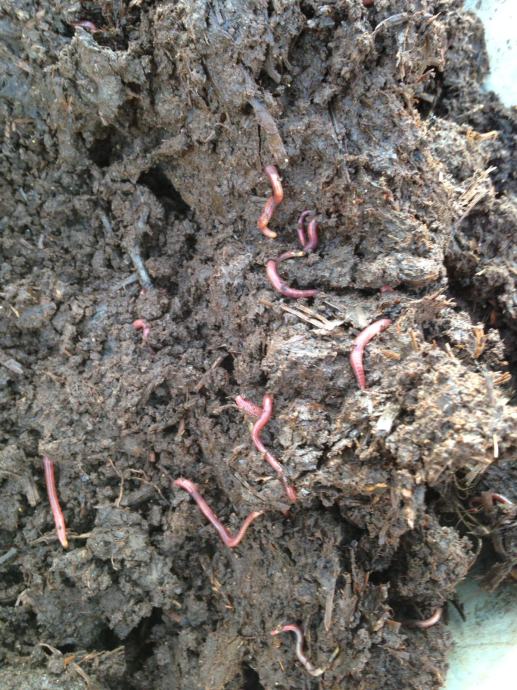 Glistal- kalifornijske gliste