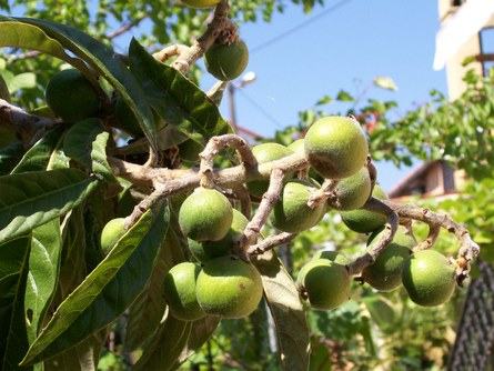 Eriobotrya japonica, Japanska mušmula, ***SADNICA*** + 1 sadnica