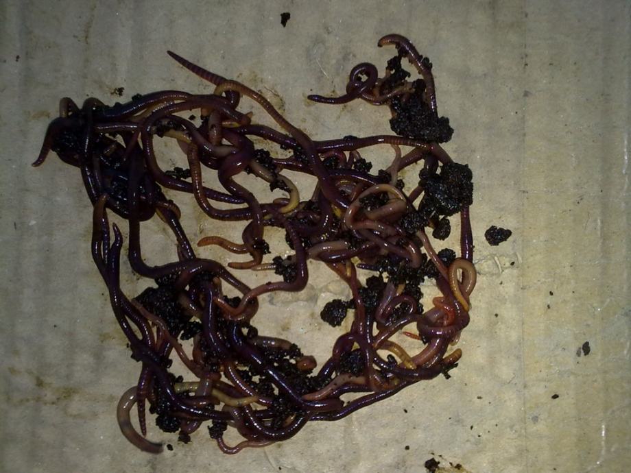 Kalifornijske gliste legla,glistal humus kaliforn. gliste