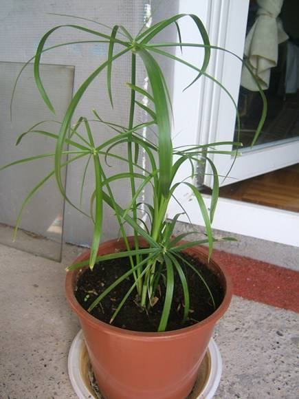 vodena palma CYPERUS DIFFUSUS i OLEANDRA