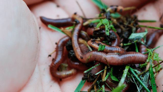 Kalifornijske gliste i glistal - leglo za vlastiti uzgoj - 20% AKCIJA!