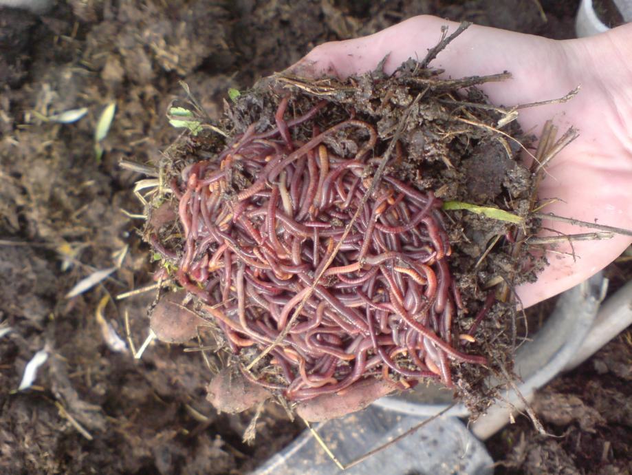 kalifornijske gliste