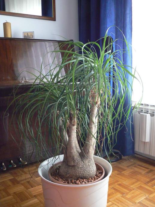 Nolina recurvata ili slonova noga