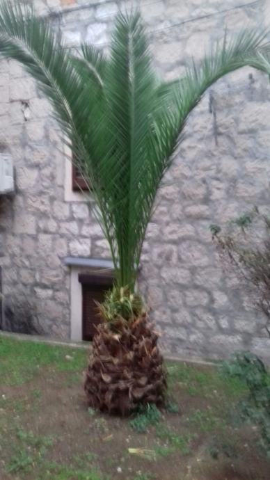 Palma