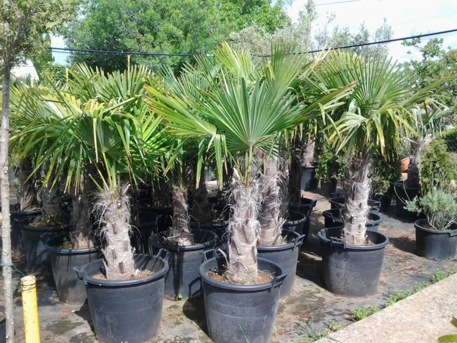 Palme stare od 7 do 10 godina (+ ostale biljke, sadnice..)
