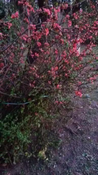 UKRASNI GRM - JAPANSKA DUNJA