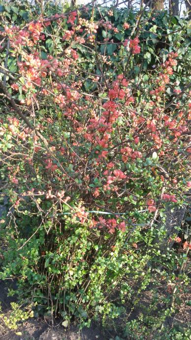 UKRASNI GRM - JAPANSKA DUNJA