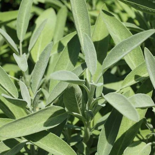 LIST BILJKE KADULJE ,SALVIA OFFICINALIS