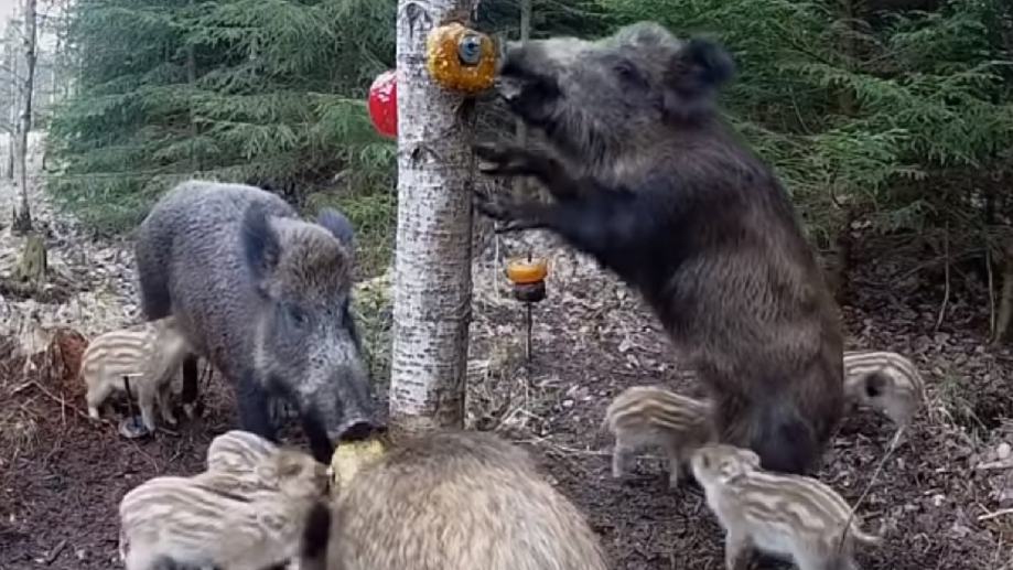 Vrhunska primama za divlje svinje i jelena