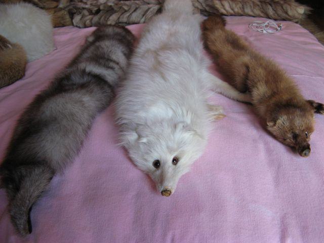 Prodajem 3 ženske šubare sa krznenim šalovima