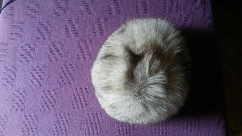 zenska subara od polarne lisice