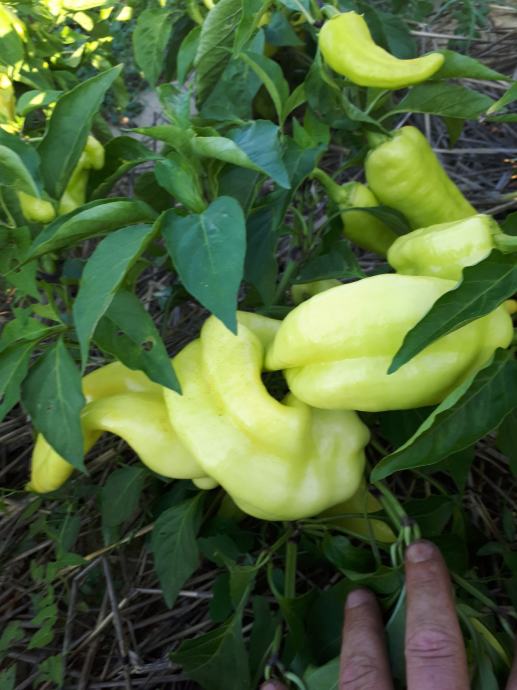 Rog paprika ljuta