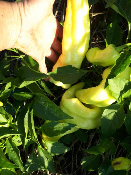 Rog paprika ljuta