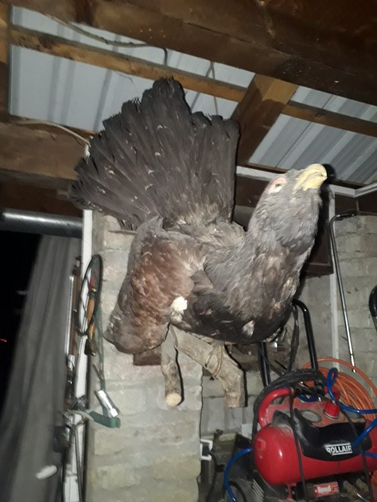 Preparirani tetrijeb 1927g