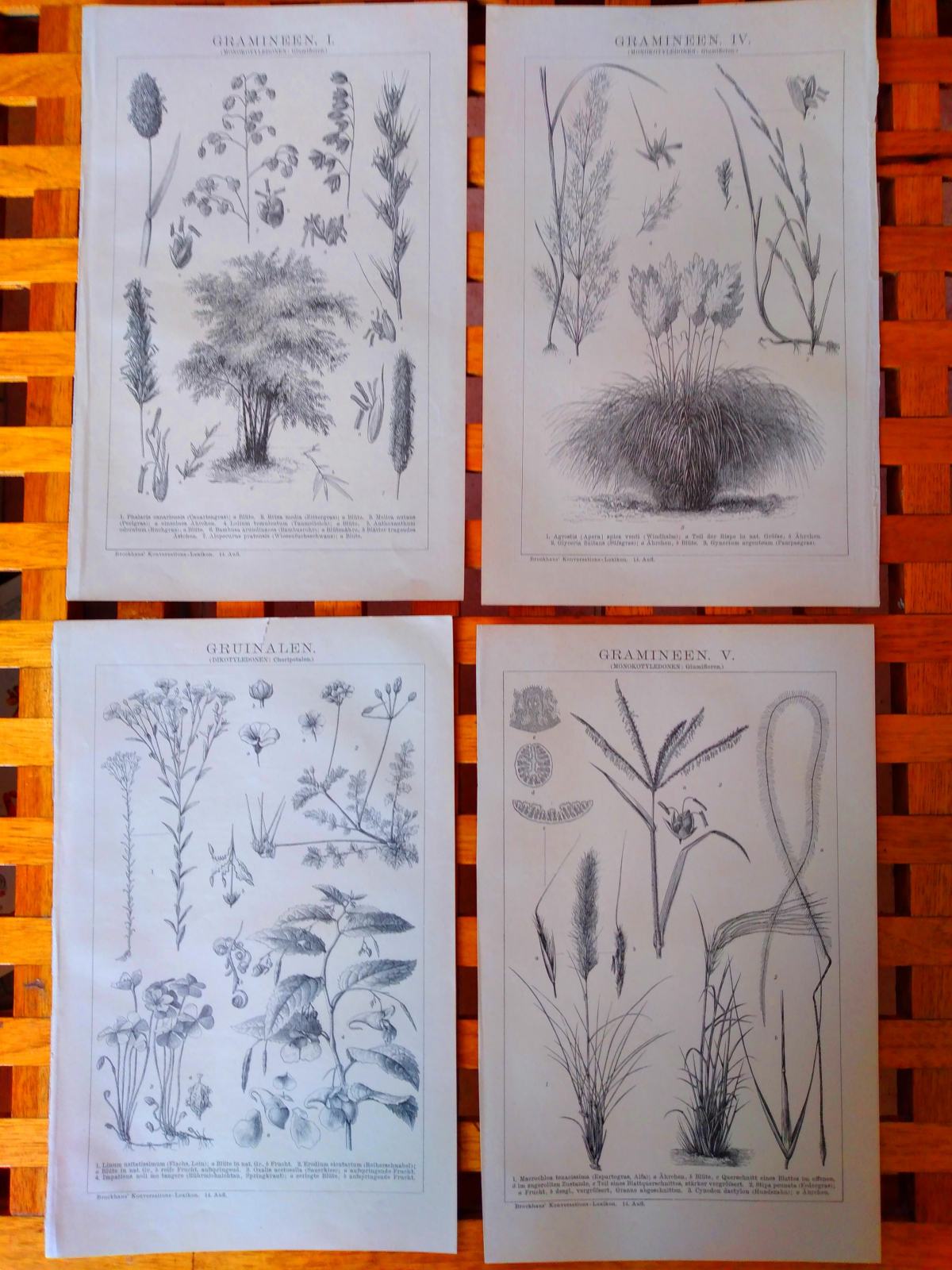 STARE LITOGRAFKSE PLOČE UKRASNE TRAVE GRUINALEN 4 KOM