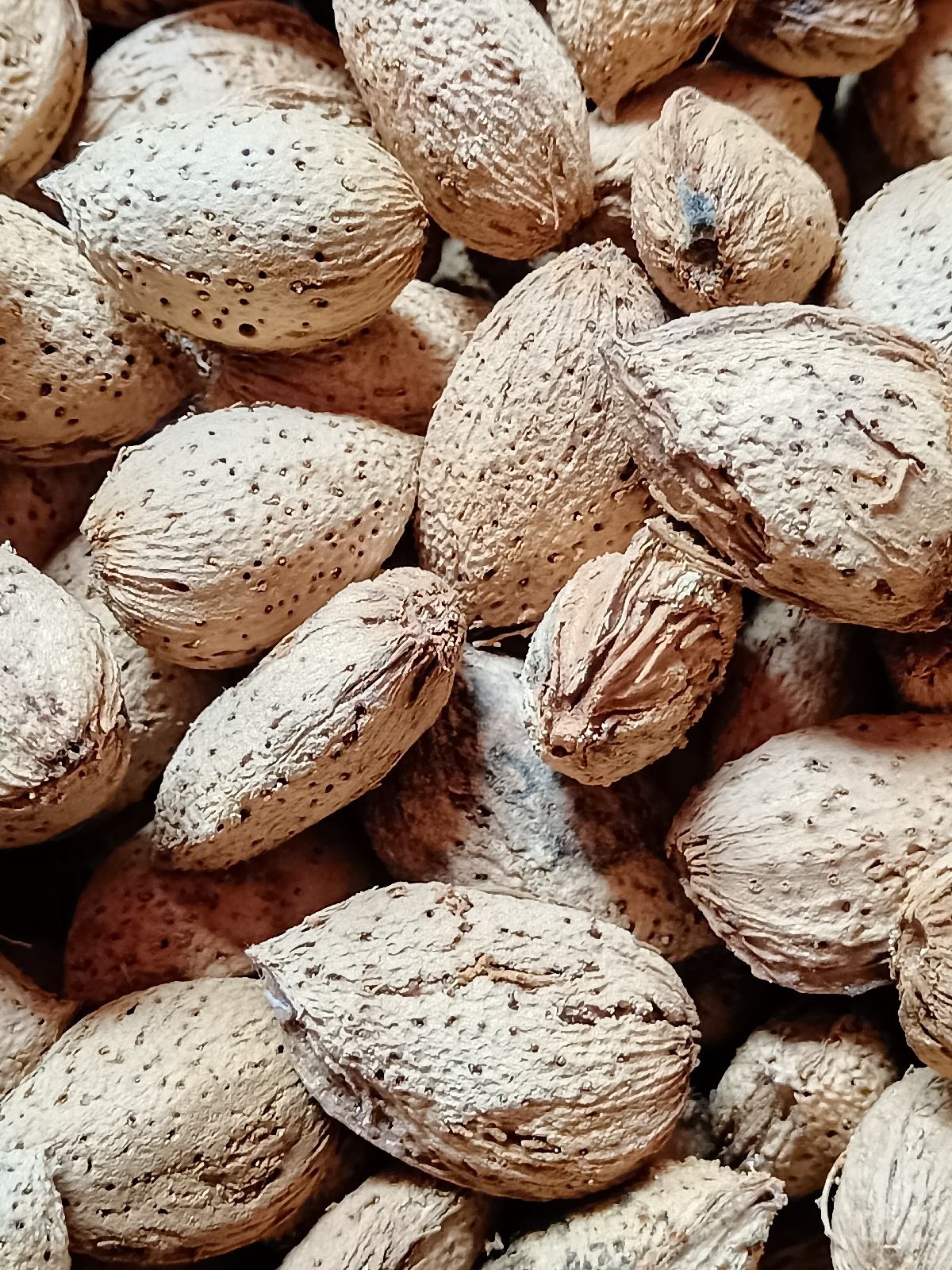 Domaći bademi-bajami-mendule