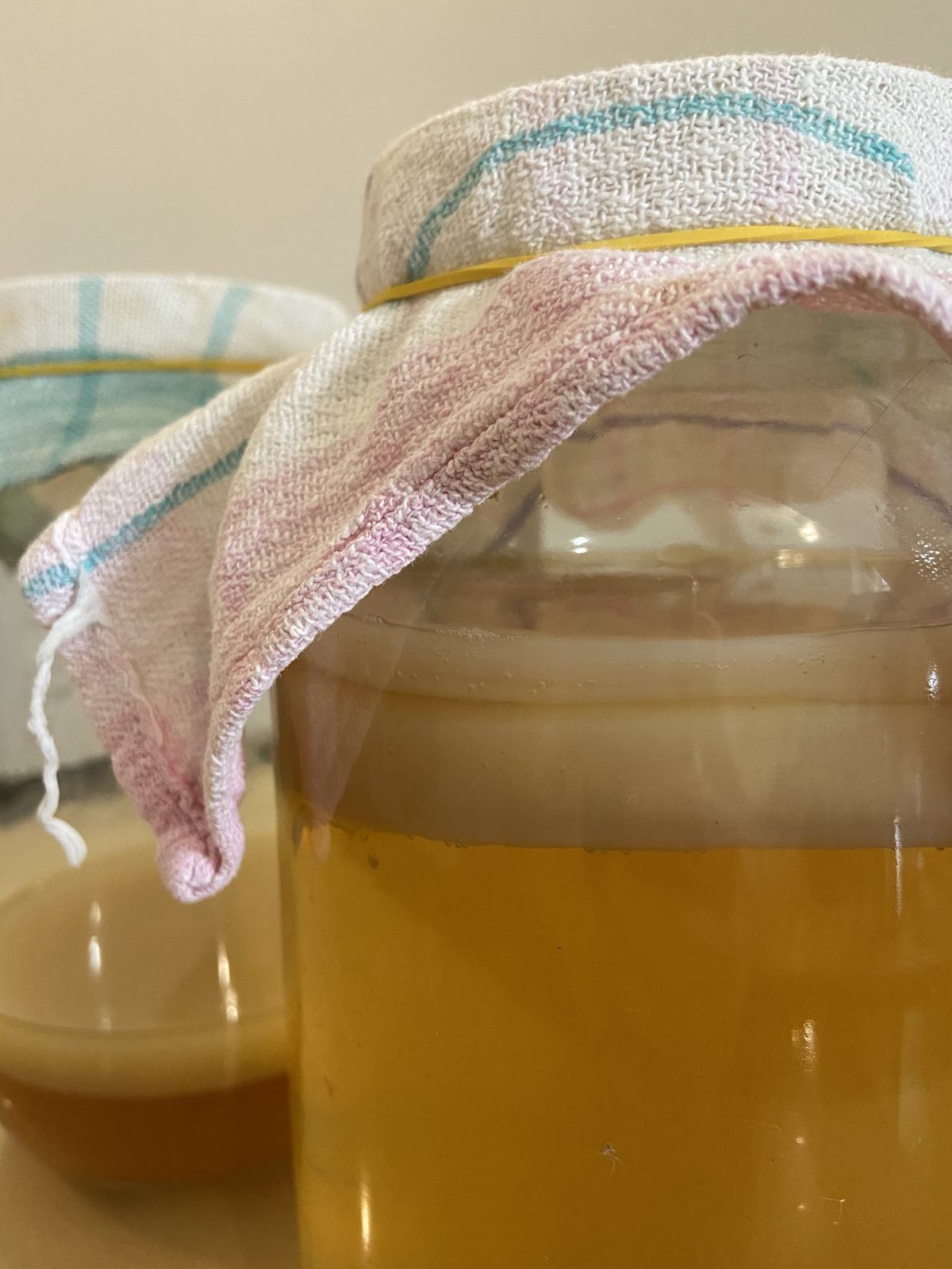Kombucha “gljiva” iliti SCOBY (simbiotic colony of bacteria and yeast)