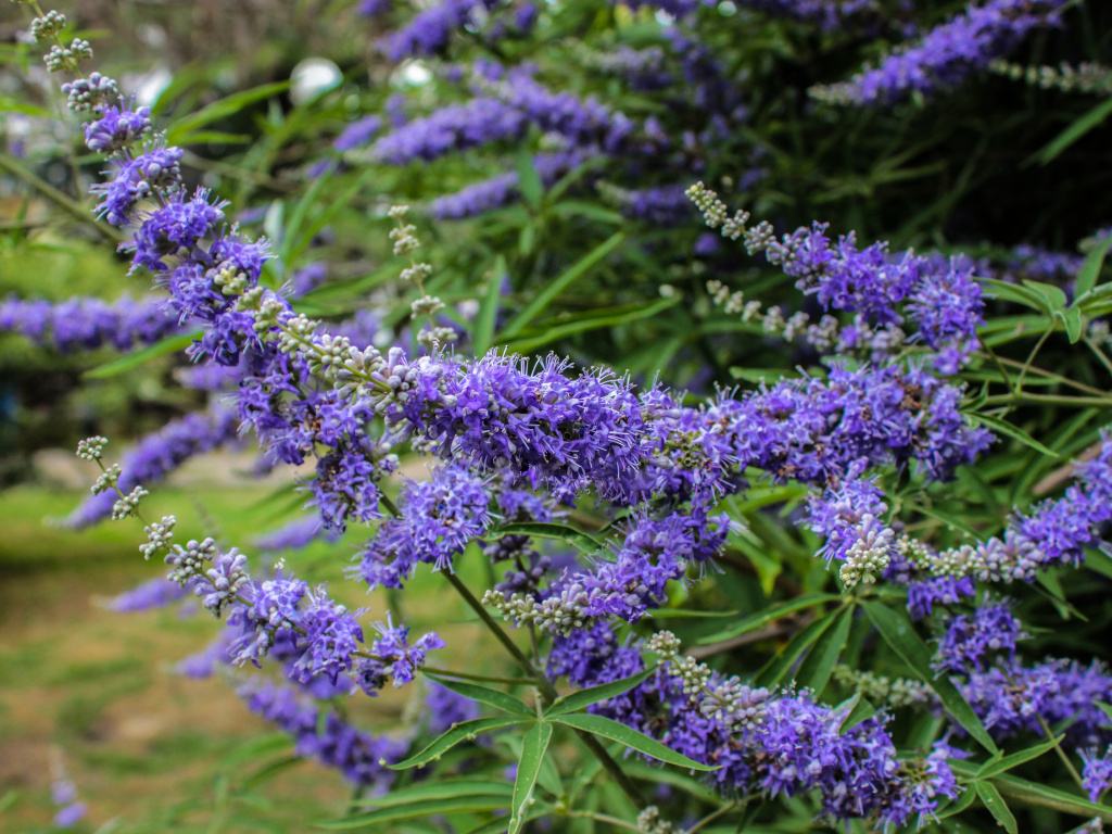 Konopljika plod(Vitex agnus-castus) divlja berba Hrvatska