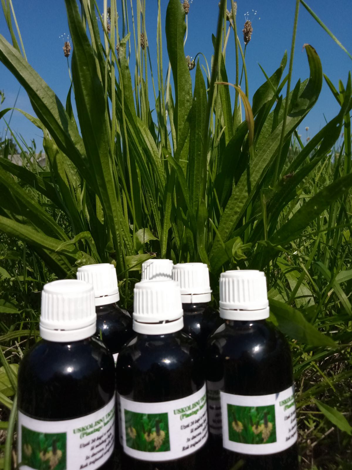 TRPUTAC - TINKTURA. UPALA PLUĆA TUBERKULOZA ŽELUČANE KOŽNE TEGOBE