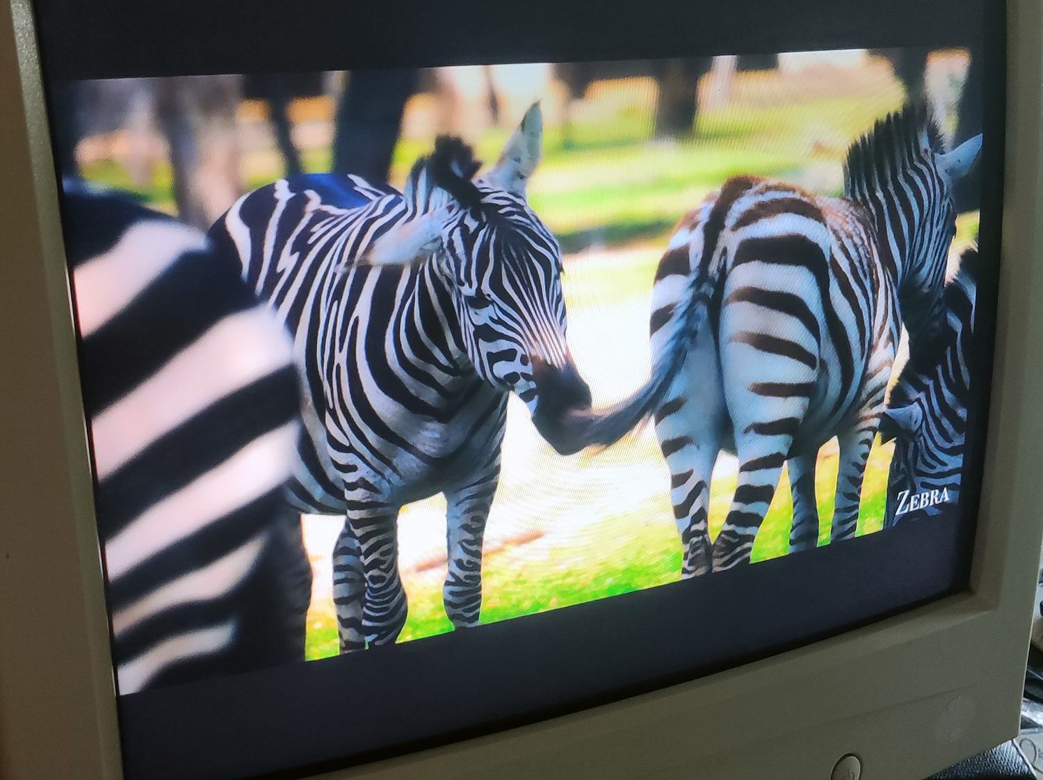 19 CRT monitor ADI MICROSCAN P900 BNC 19 inch