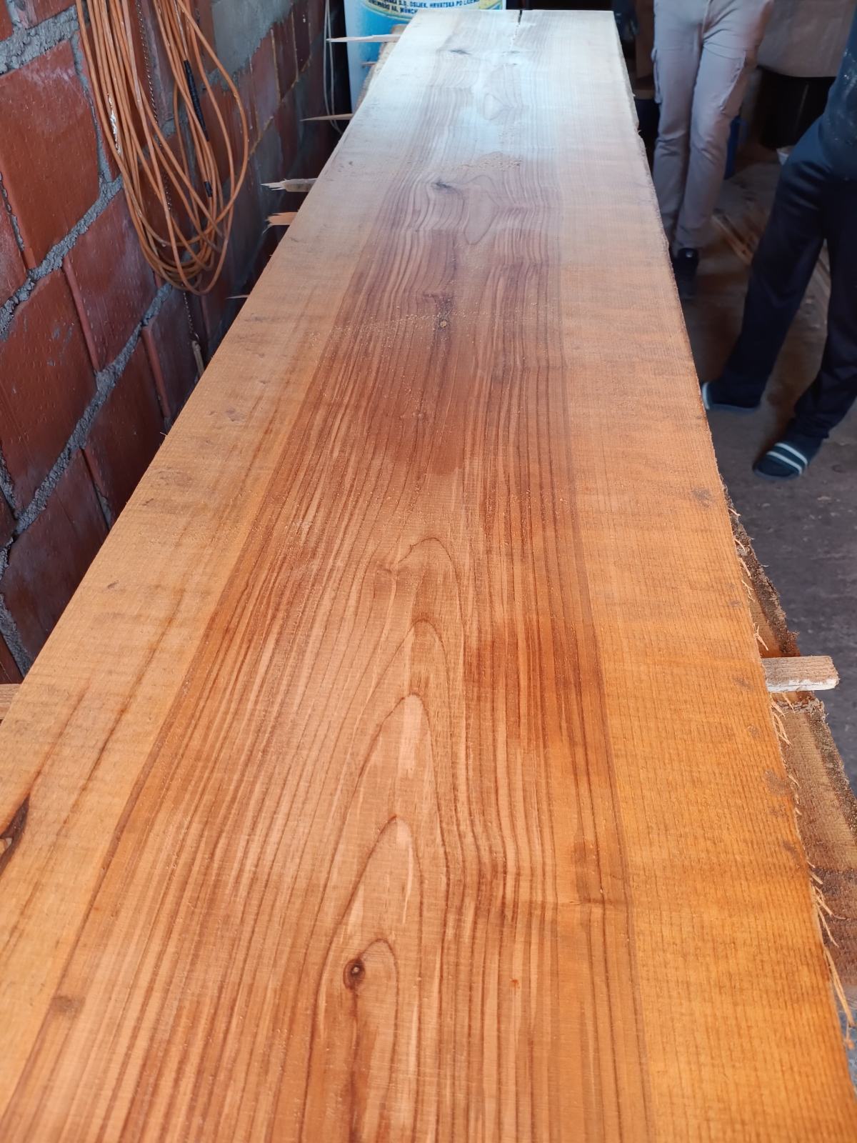 Poljski jasen sa jezgrom