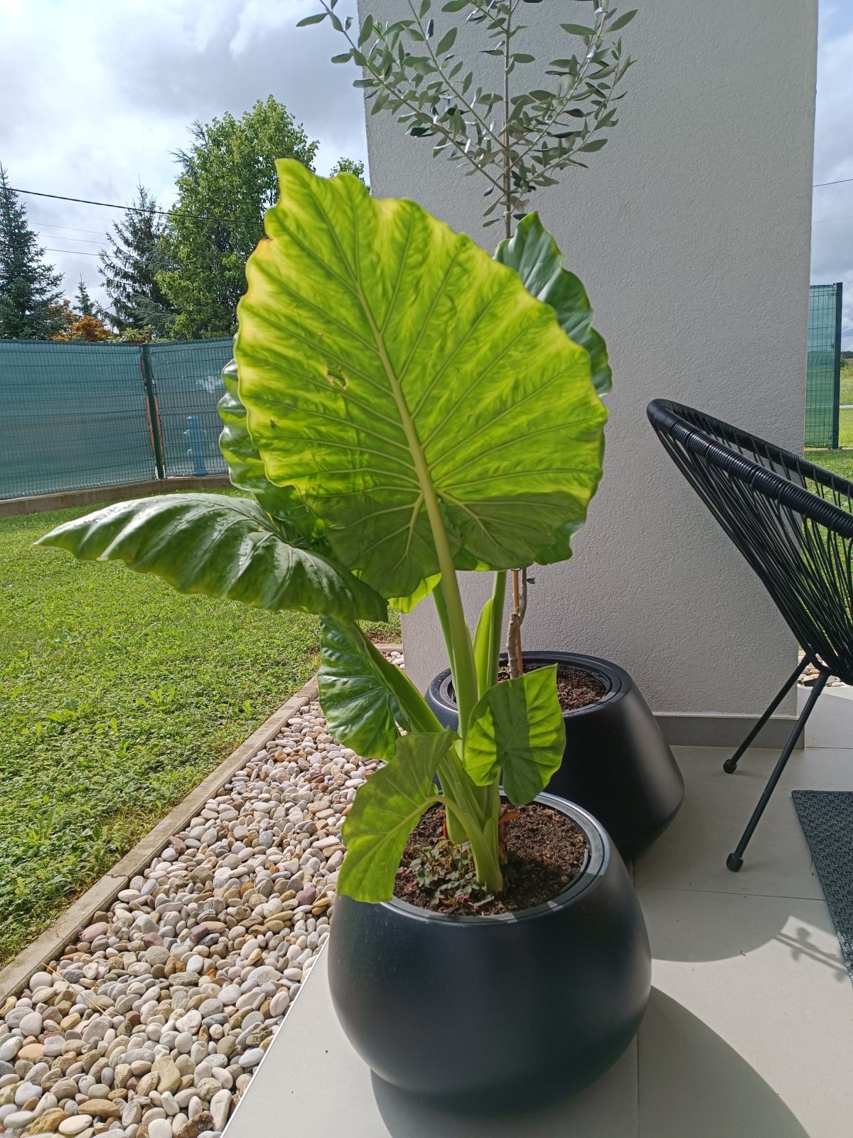 Adam cvijet (biljka)