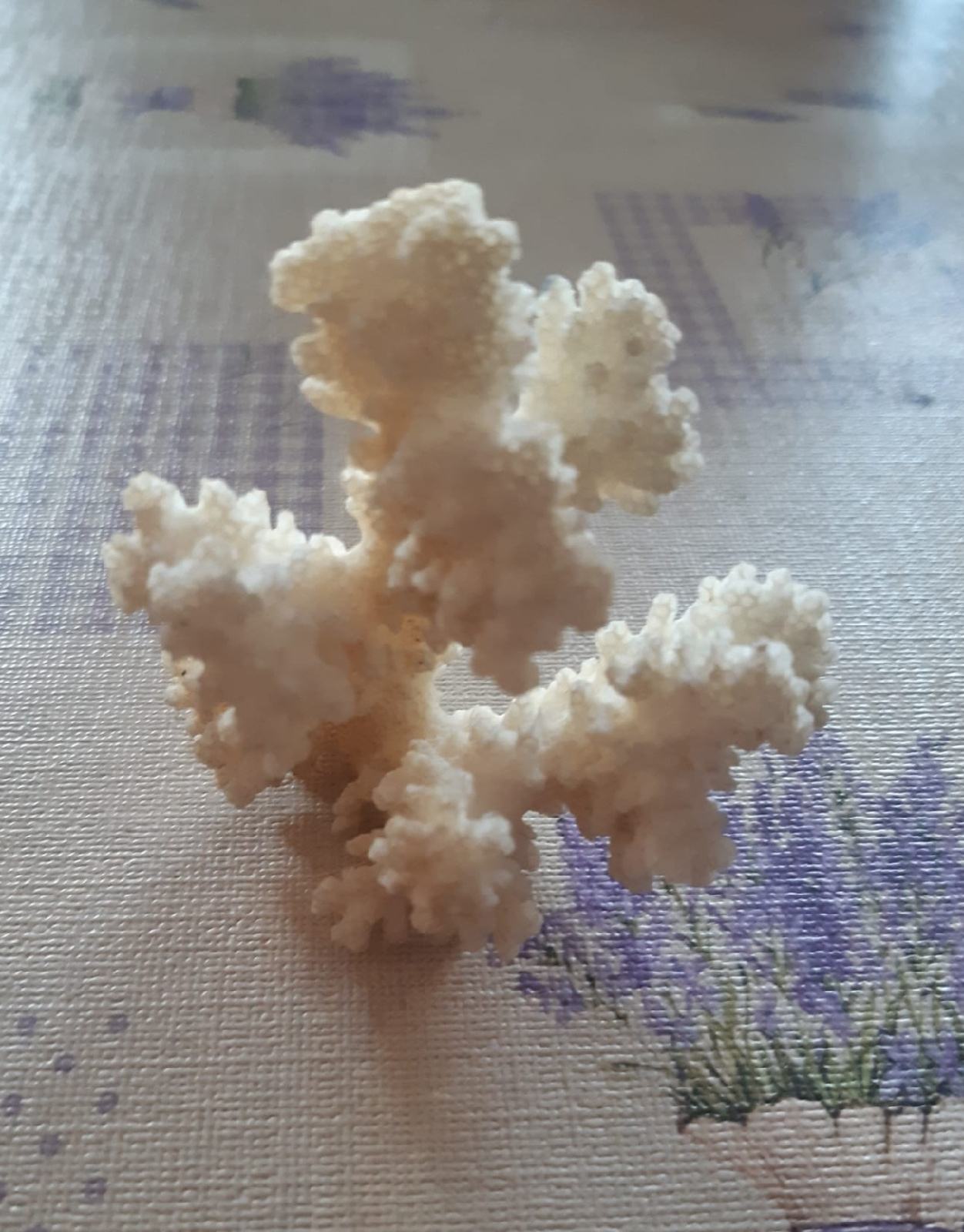 Bijeli koralj - 8 cm