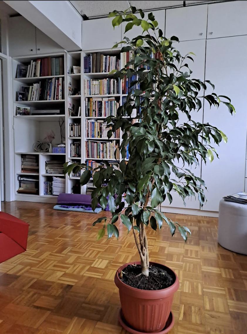 Dekoracija dnevnih soba i ureda Fikus Benjamin