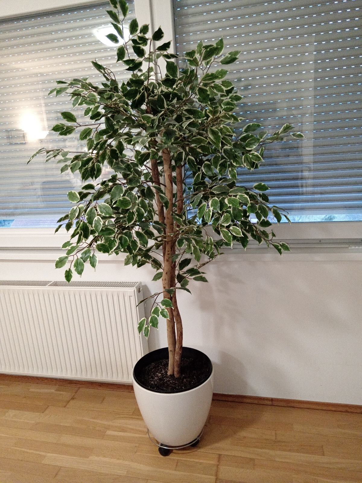 Drvo fikus benjamin, umjetno 130cm