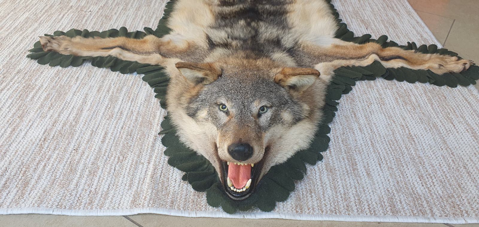 Koza Vuk Vuka Preparirana.