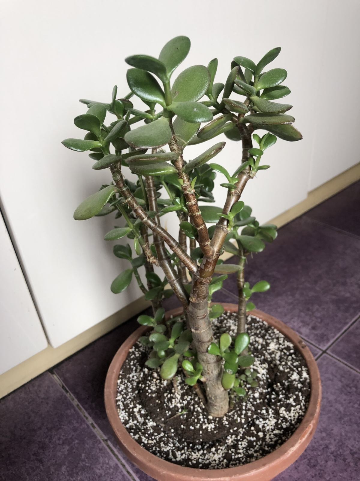 Krasula biljka novca sukulent sobna kućna biljka