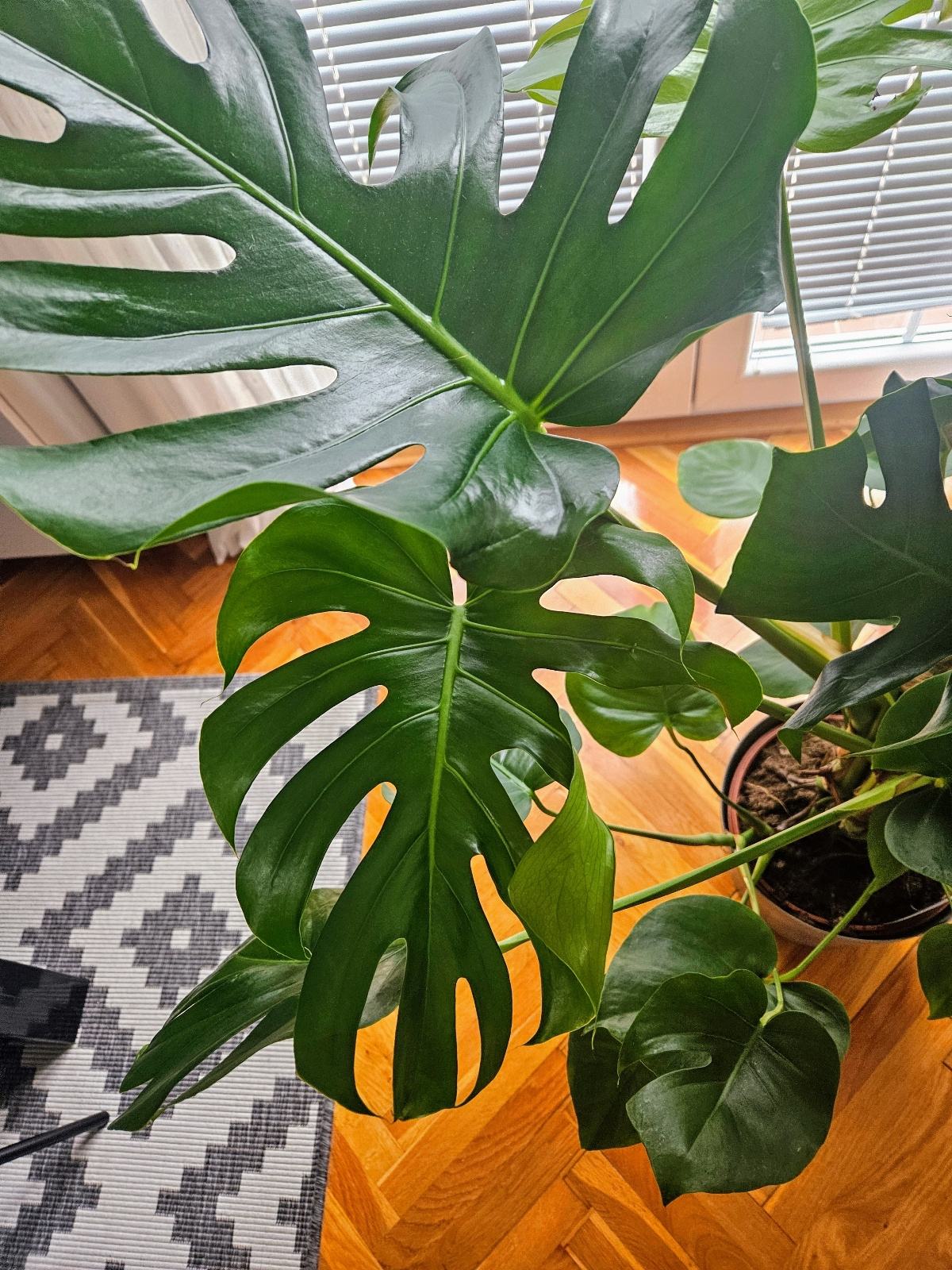 Monstera cvijet