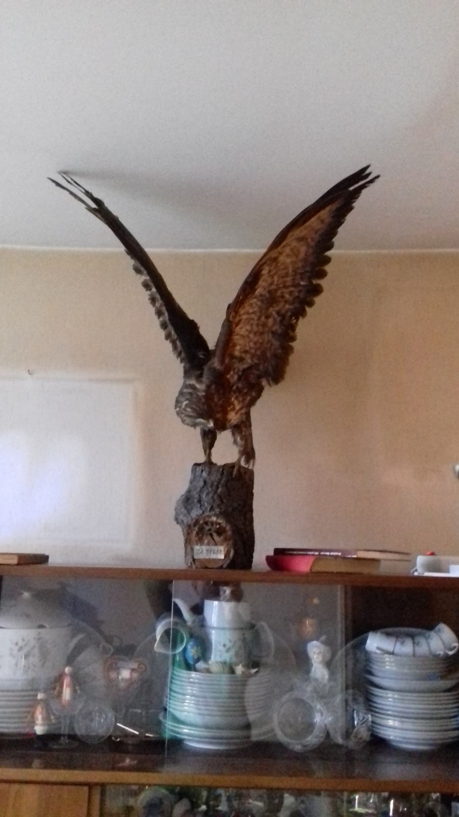 Preparirani jastreb u savršenom stanju