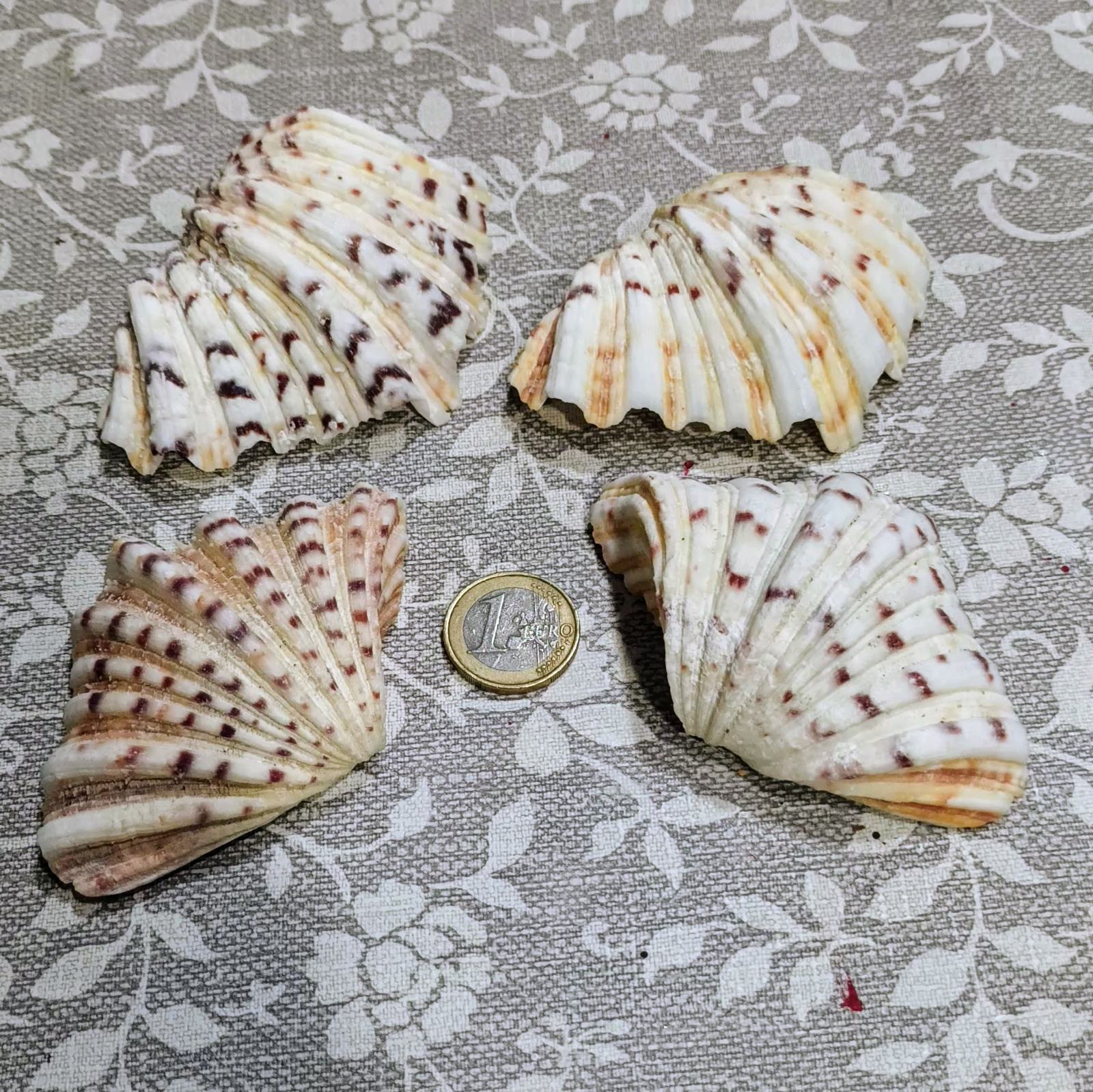 Školjke - Lot 4 kom.