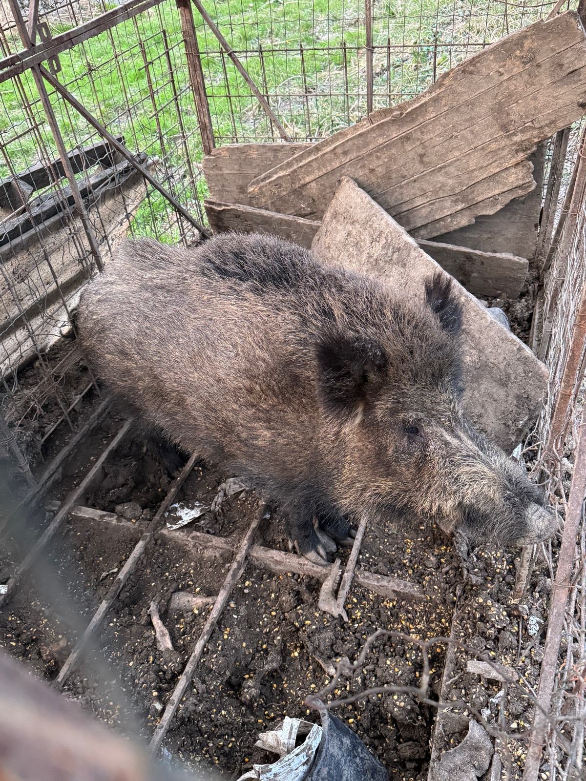 Divlja svinja - krmaca