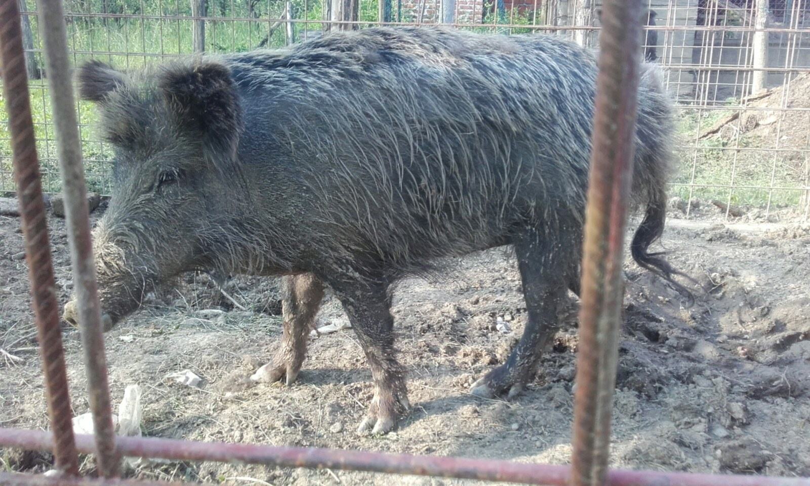 Divlja svinja - krmaca