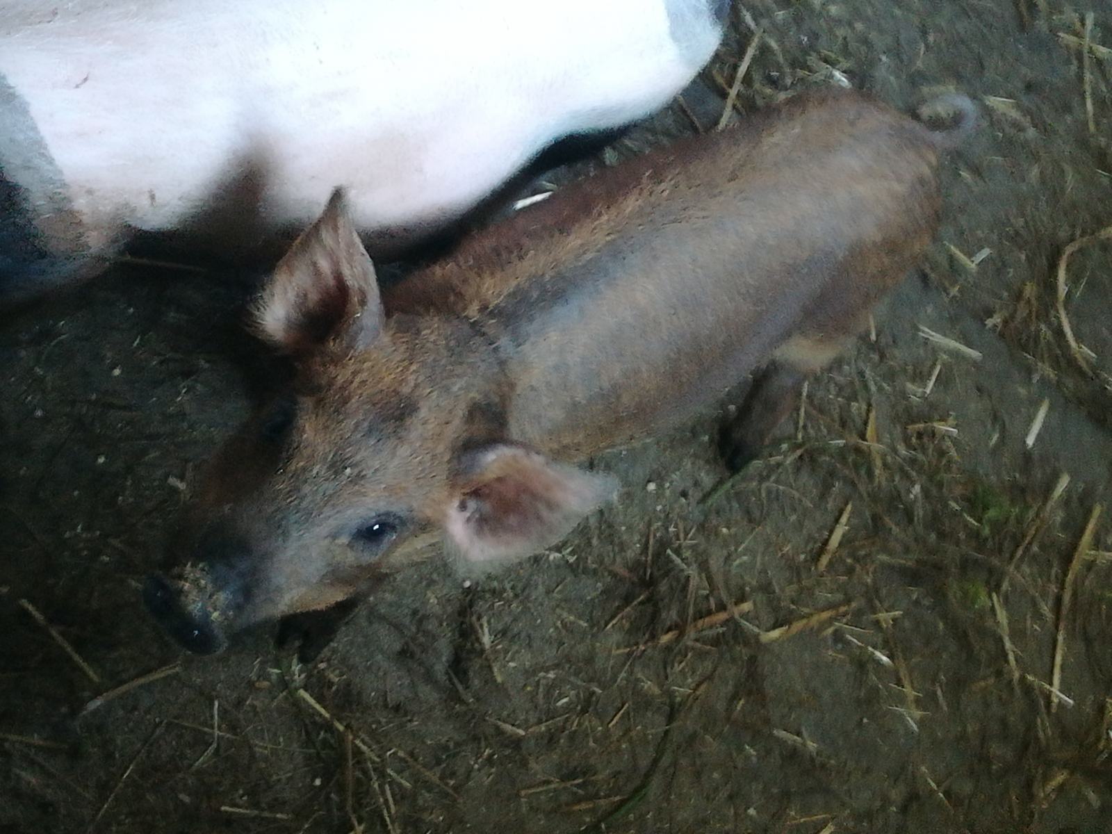 Divlja svinja, praščić