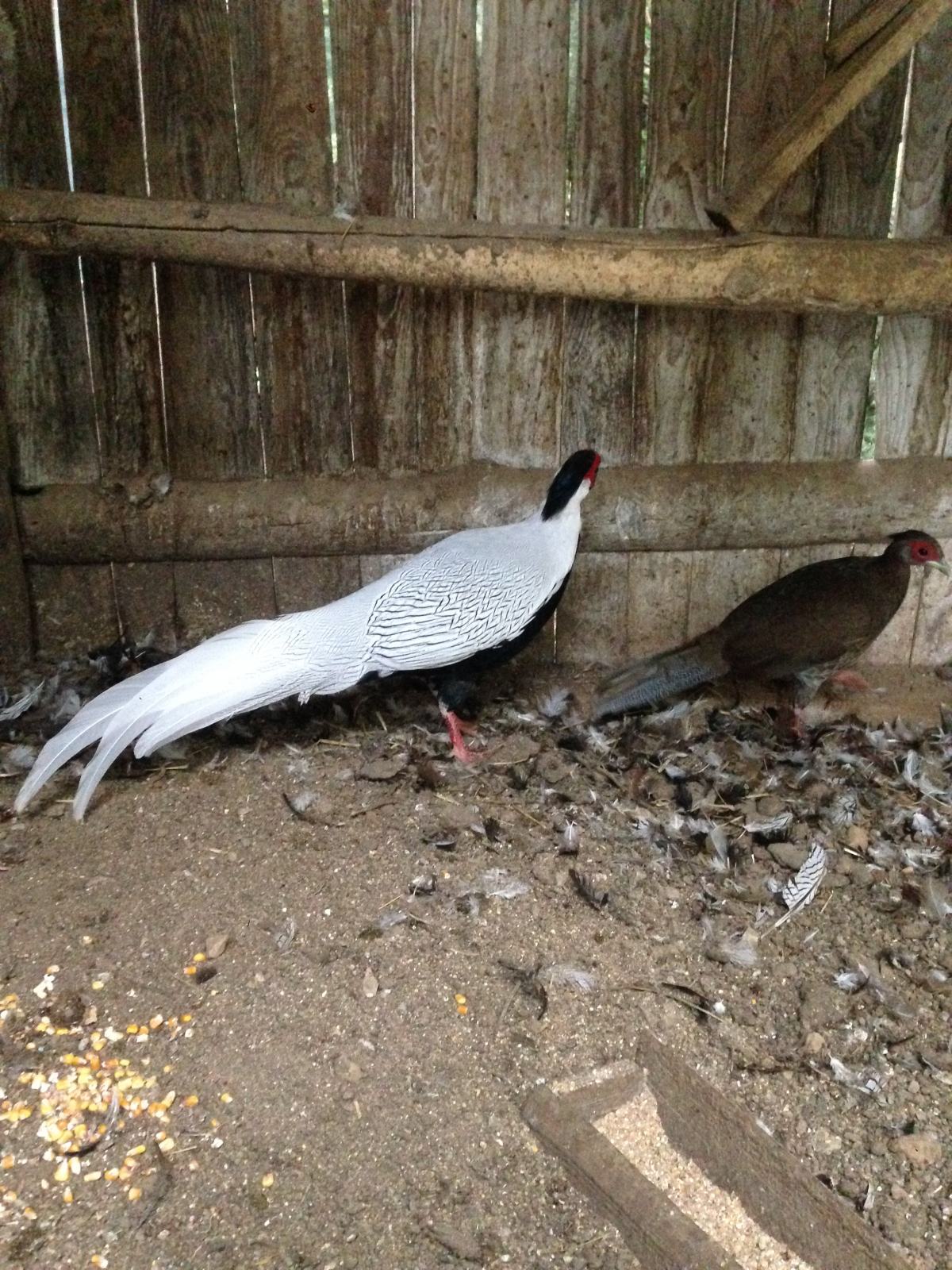 fazani srebrni radni par zamjena za razno