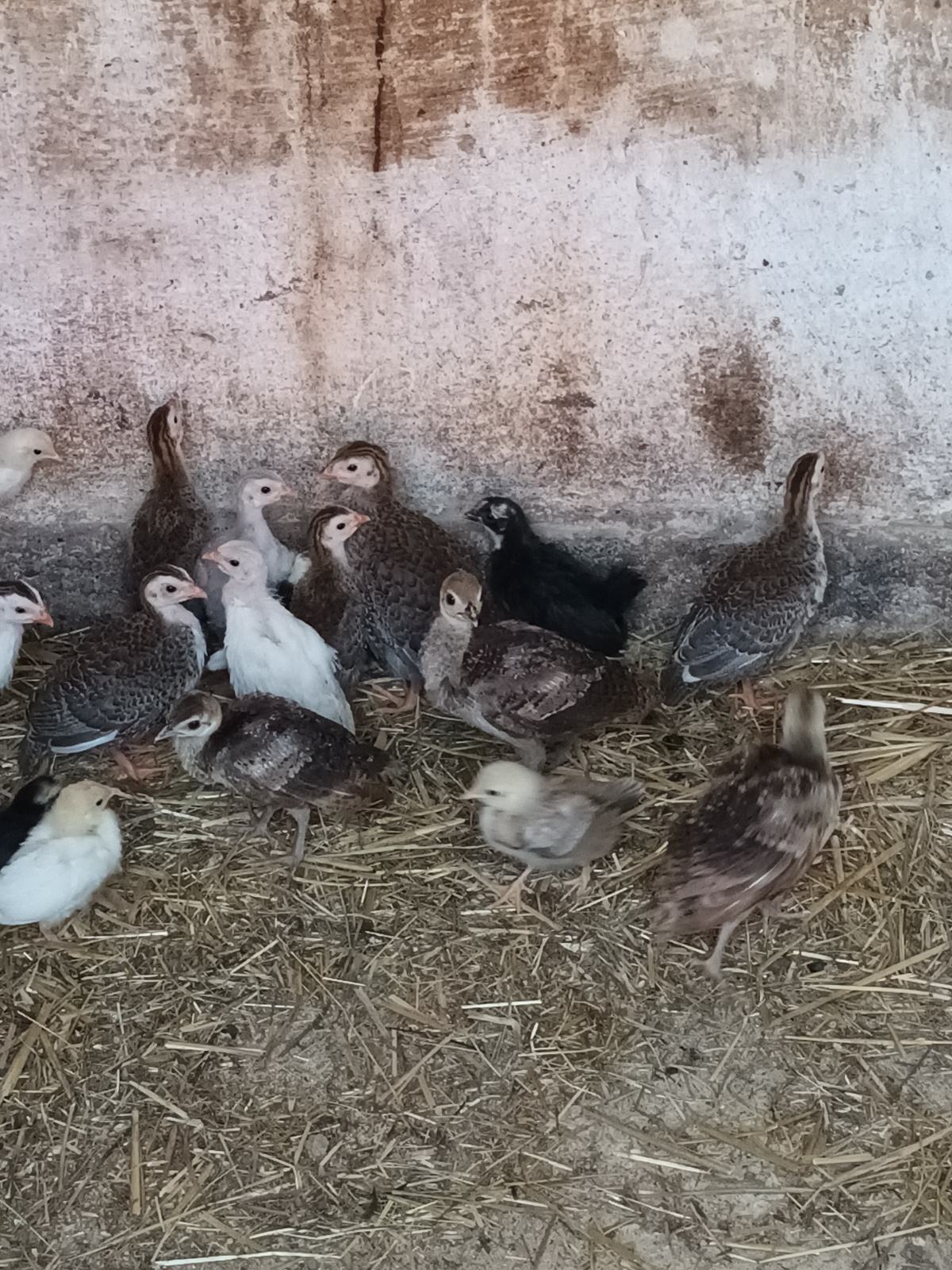 Paunovi pilici 3 tjedna stari